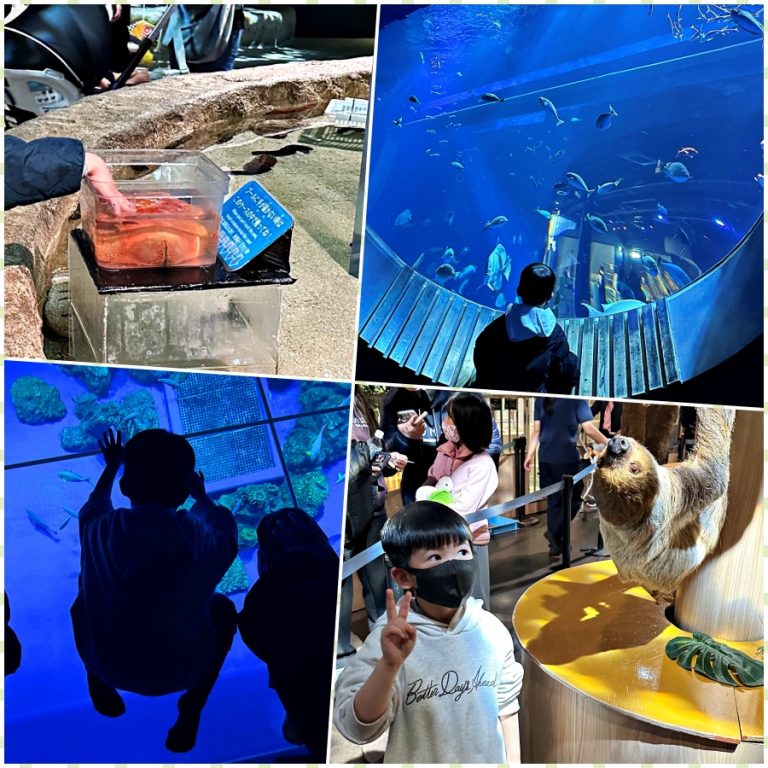 沖繩DMM水族館【DMM Kariyushi】門票交通遊玩攻略 - 老皮嫩肉的流水帳生活